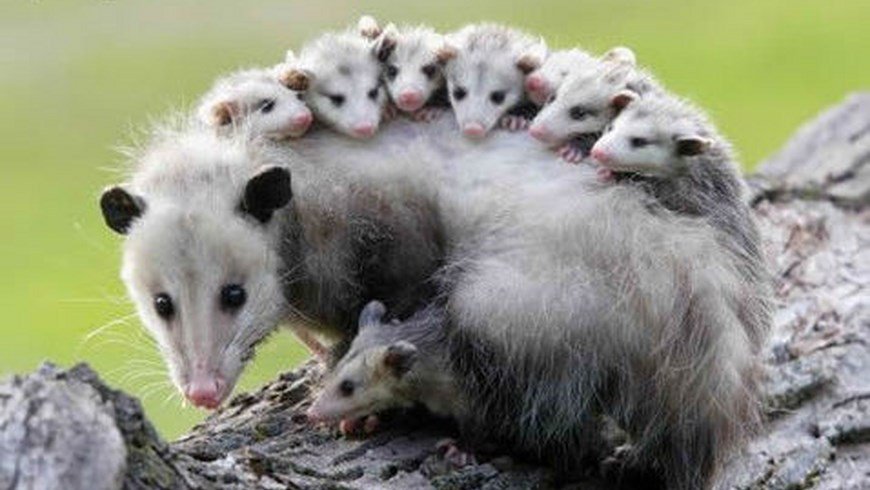 Mueren chuchas por conductores inconscientes